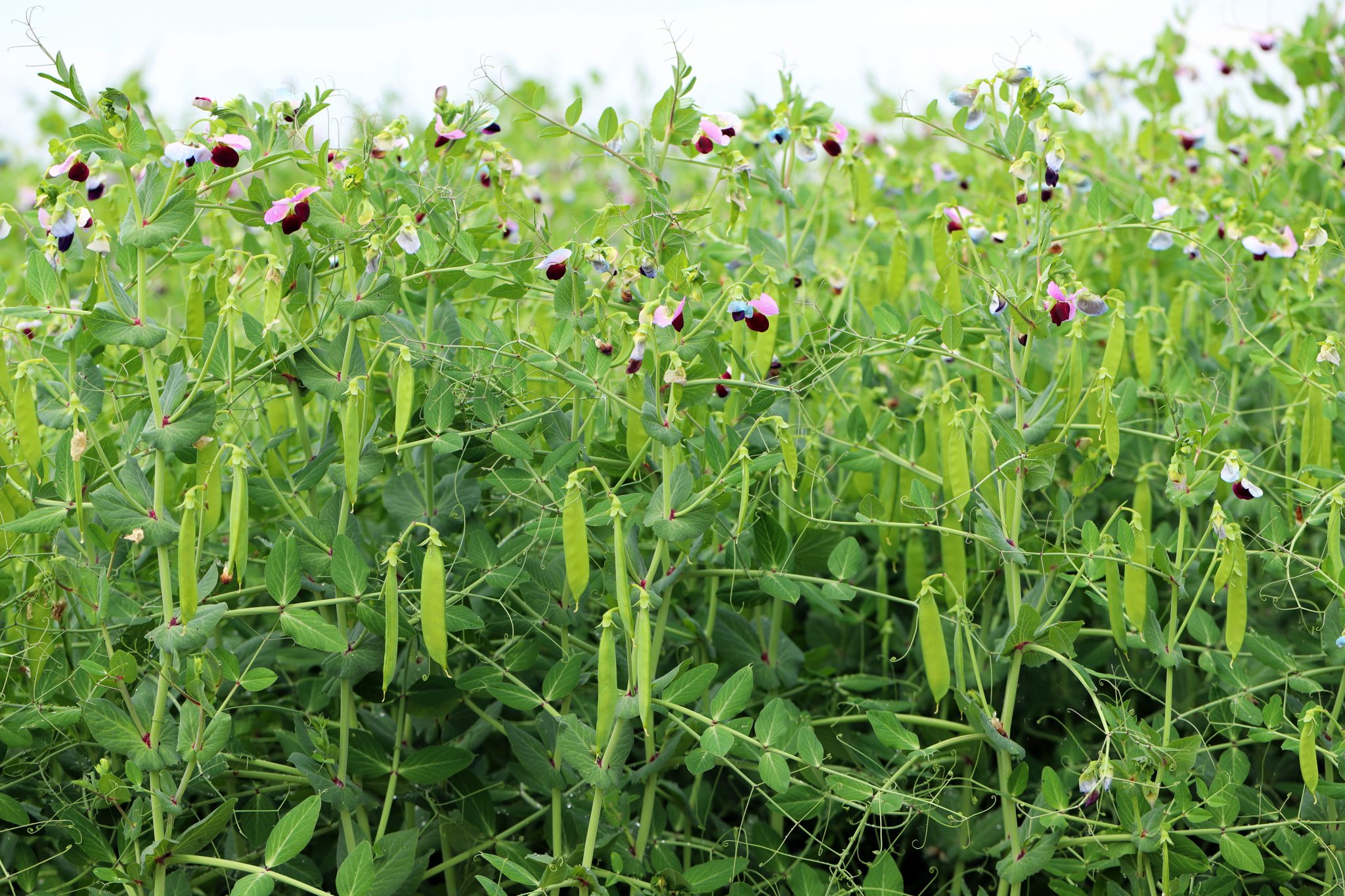 Leguminosen - MyDataPlant